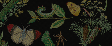 Cross Stitch Kits Insect Collection | Thea Gouverneur